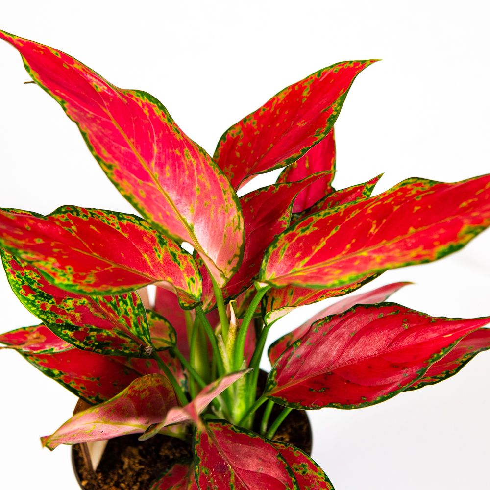 Аглаонема Джангл Ред Aglaonema Jungle Red 40/12 (Н) — комнатное ...