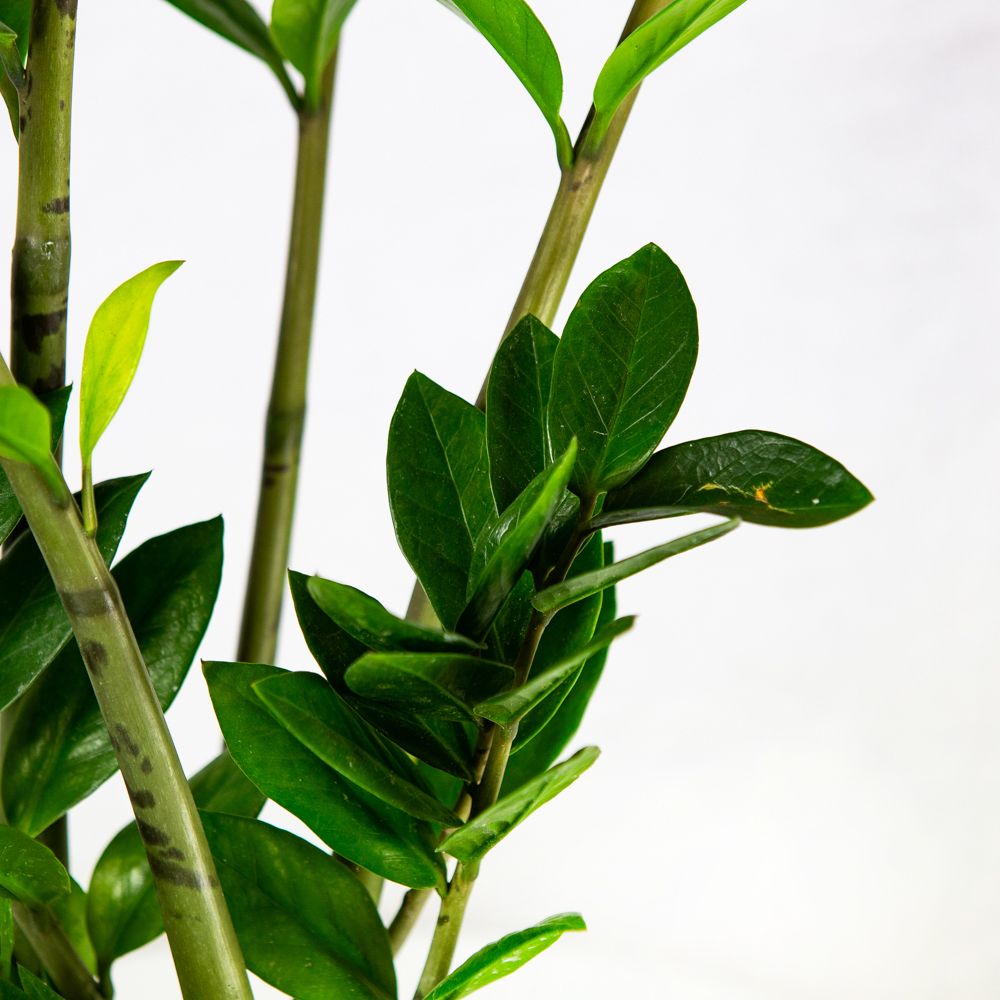 Замиокулькас Zamioculcas 4+ 65/14 — комнатное растение купить в ...