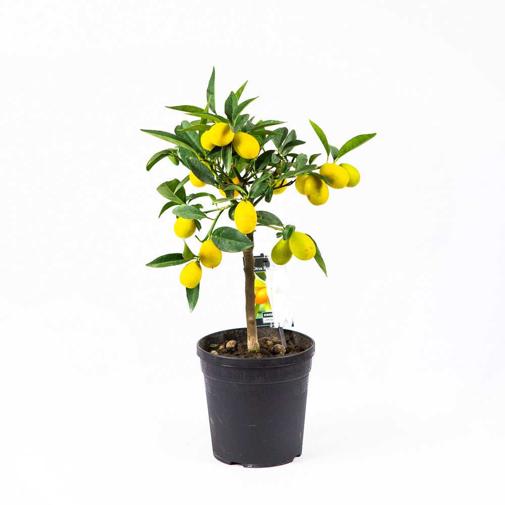 Цитрус кумкват на штамбе Citrus kumquat on stem 50/15 — комнатное ...