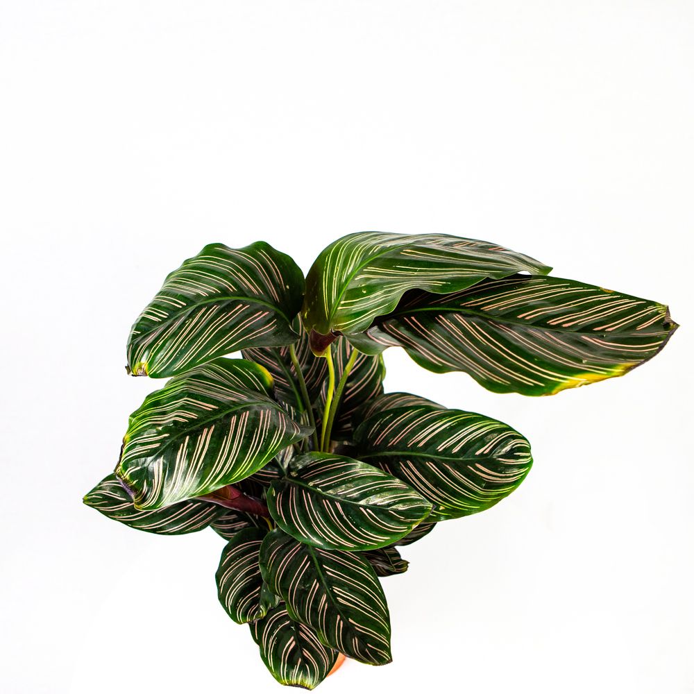 Калатея украшенная Calathea ornata 45/14 — комнатное растение купить в ...