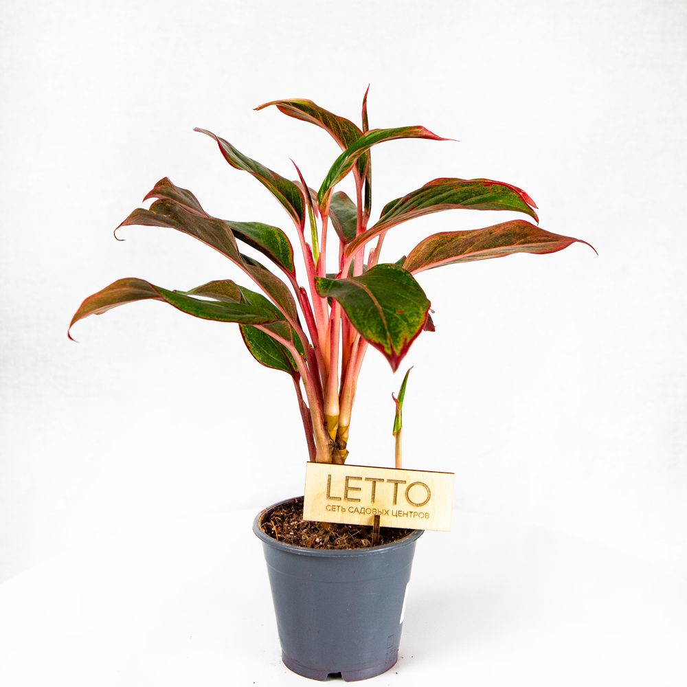 Аглаонема Крит Aglaonema Crete 25/12 (Н) — комнатное растение купить в ...