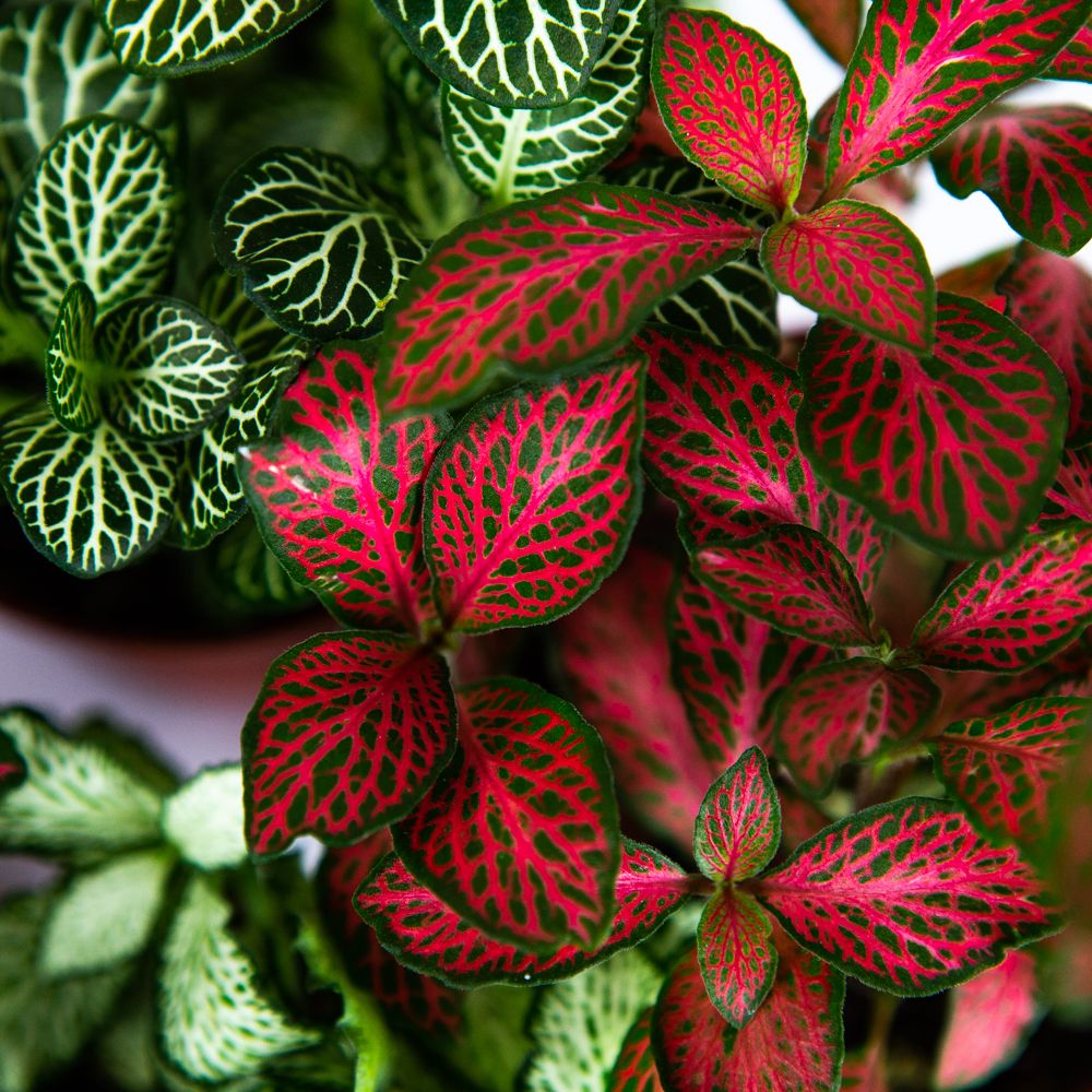 Фиттония микс Fittonia mix 12/8,5. — комнатное растение купить в ...