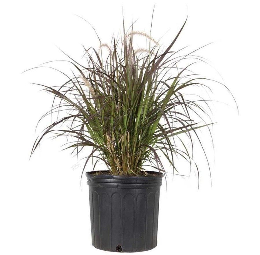Pennisetum setaceum 17