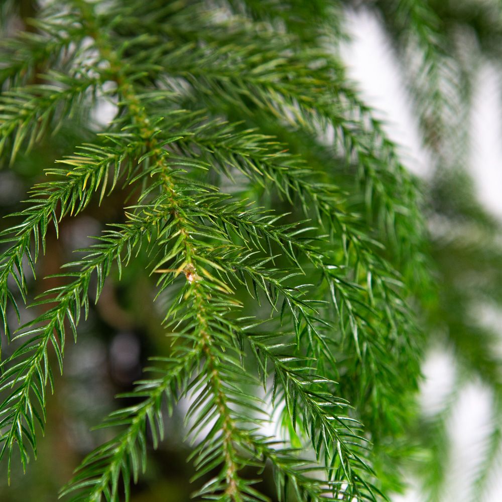 Араукария разнолистная 3 ствола Araucaria heterophylla 3 pp 65/19 ...
