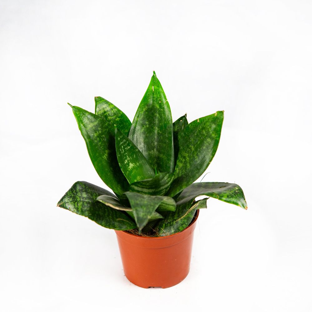 Сансевиерия Хана микс Sansevieria hahnii mix 20/9 — комнатное растение ...