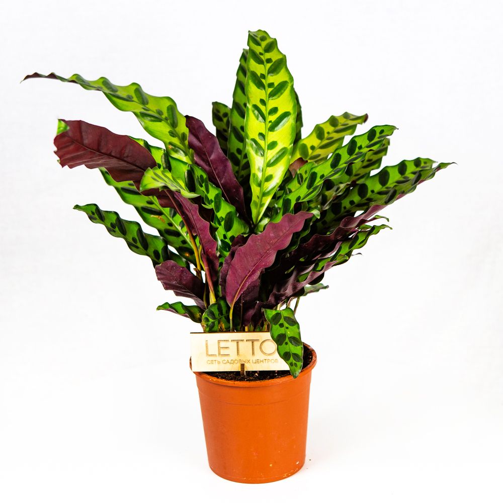Калатея ланцетолистная Calathea lancifolia (insigne) 50/14 (Н ...