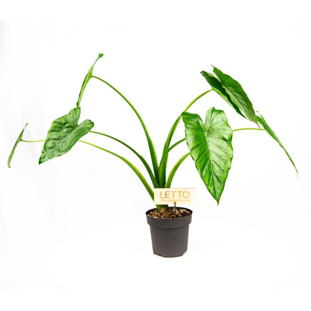 Алоказия микс Alocasia mix 30/12 — комнатное растение купить в интернет ...