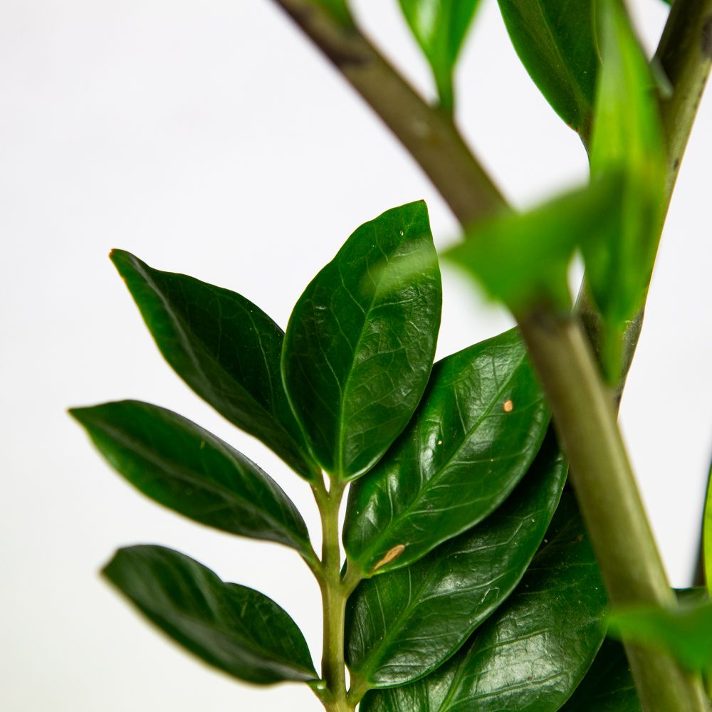 Замиокулькас Zamioculcas 4+ 65/14 — комнатное растение купить в ...
