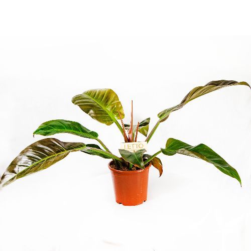 Филодендрон Блэк Кардинал Philodendron Black Cardinal 70/19 — комнатное ...