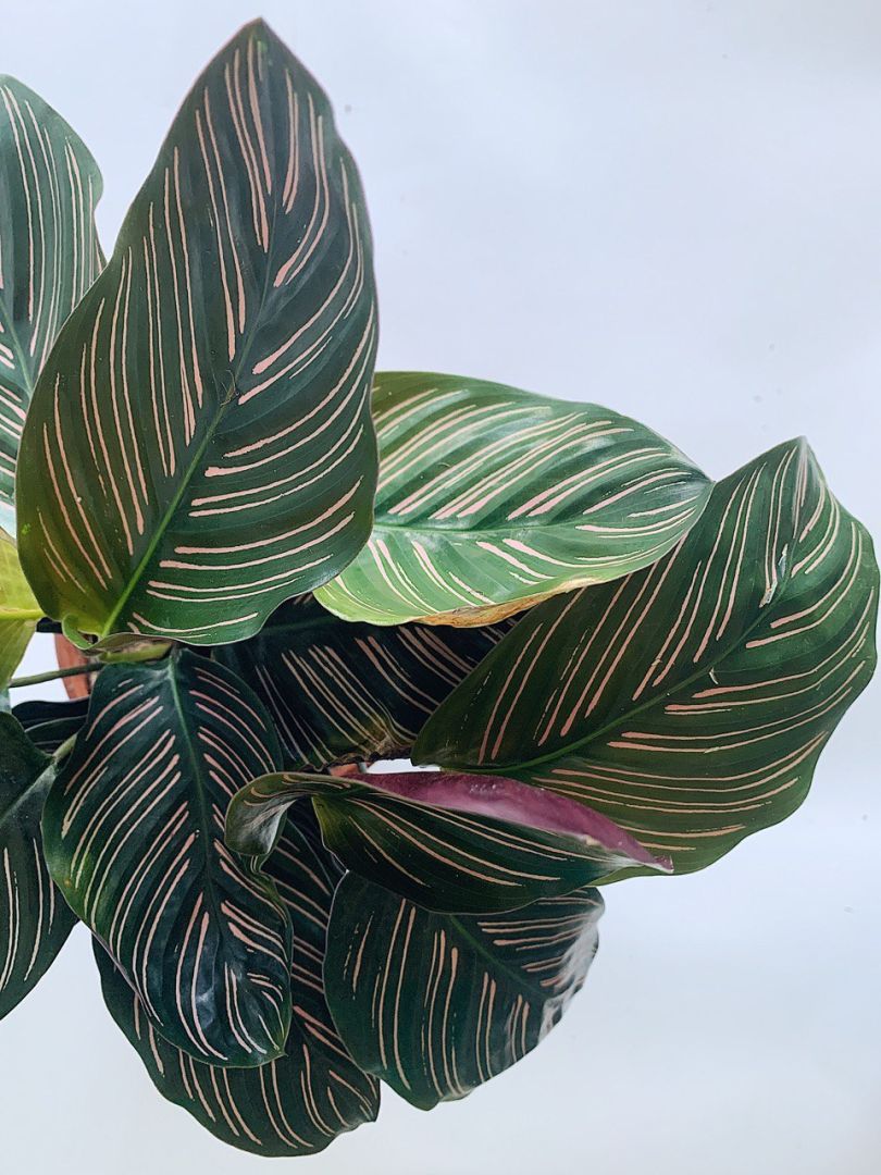 Калатея украшенная Calathea ornata 50/14 — комнатное растение купить в ...