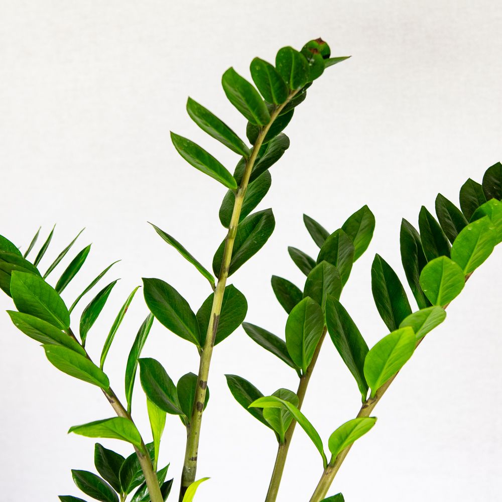 Замиокулькас Zamioculcas 4+ 65/14 — комнатное растение купить в ...