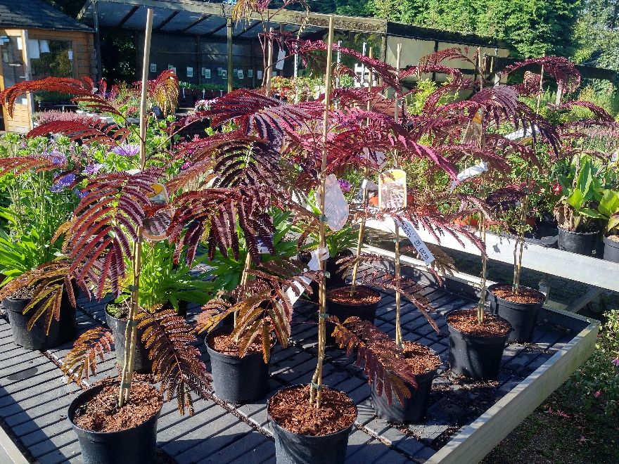 Summer Chocolate 3 Albizia julibrissin Summer Chocolate