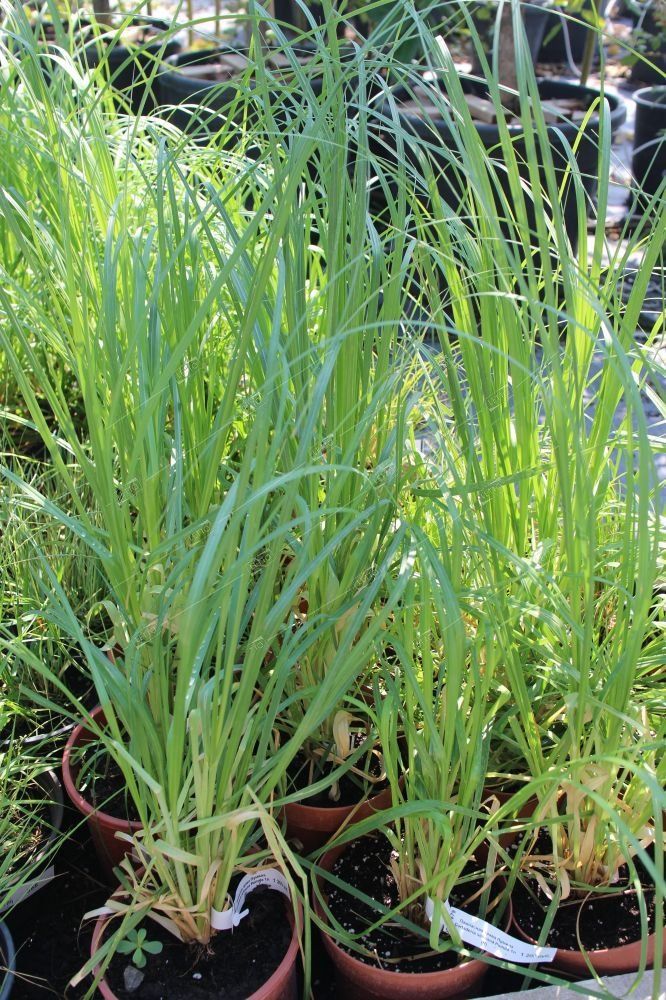 Пампасная трава Розеа Cortaderia selloana Rosea 1л (Н) — саженцы купить ...