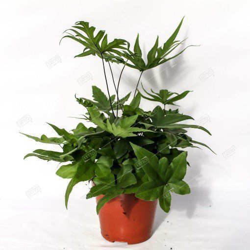 Дориоптерис стоповидный Doryopteris pedata 30/12 — комнатное растение ...