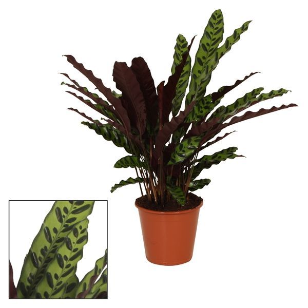 Калатея ланцетолистная Calathea lancifolia (insigne) 65/17 — комнатное ...