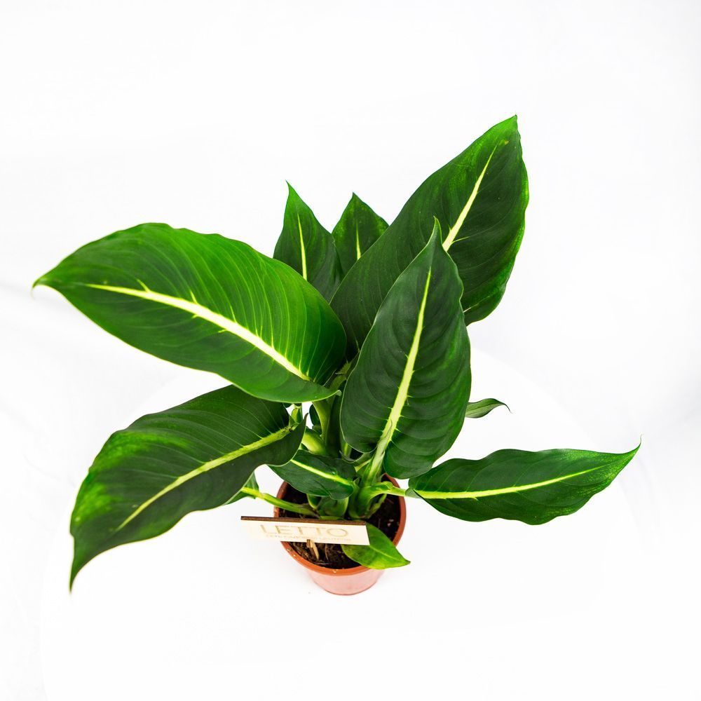 Диффенбахия Грин Мэджик Dieffenbachia Green Magic 40/12 — комнатное ...