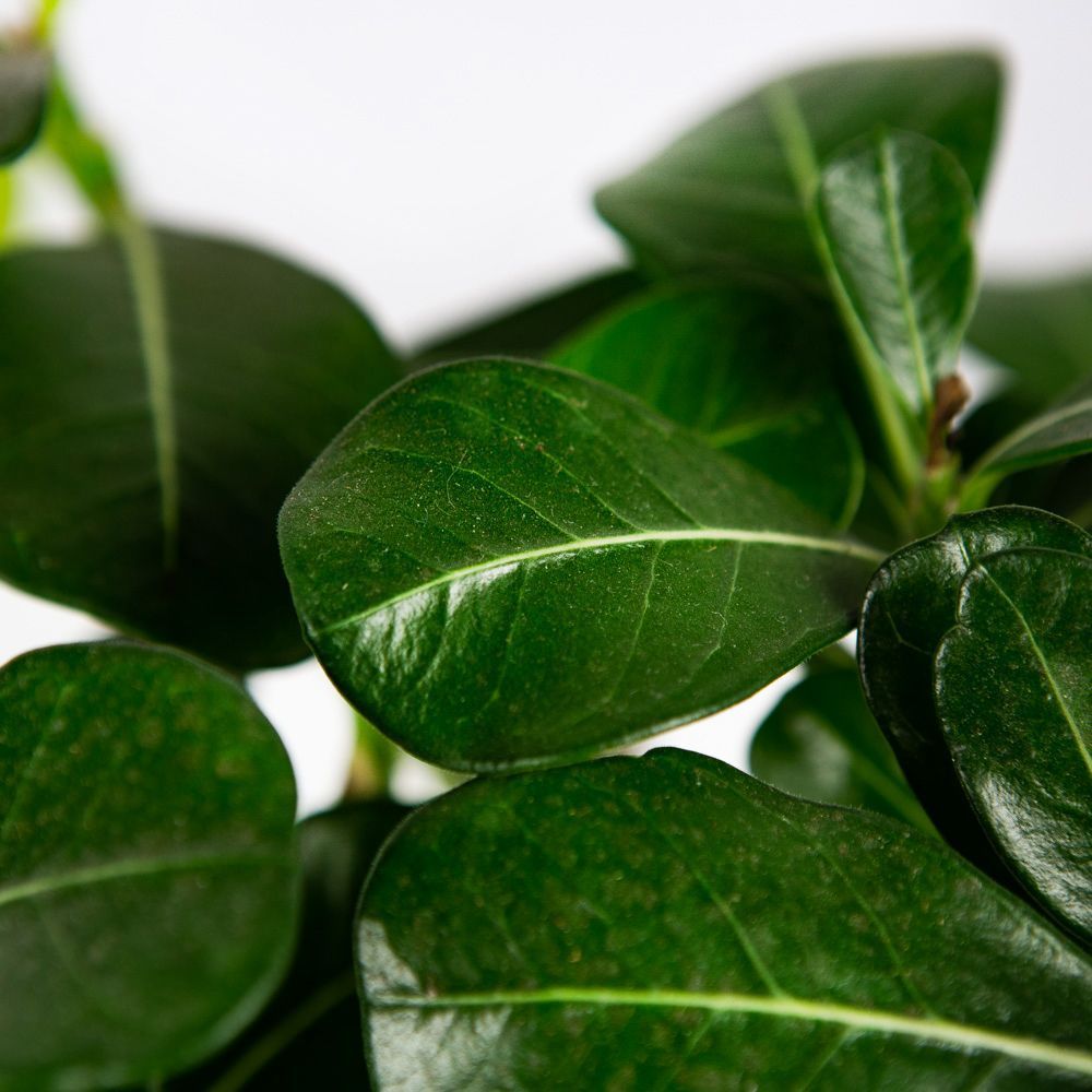 Адениум тучный Adenium Obesum Anouk 35/14 (Н) — комнатное растение ...