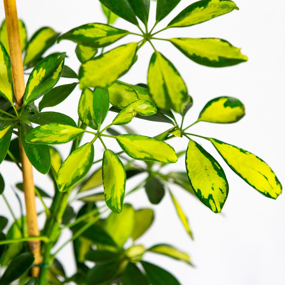 Шеффлера древесная Далтон Schefflera arboricola Dalton 105/21 ...