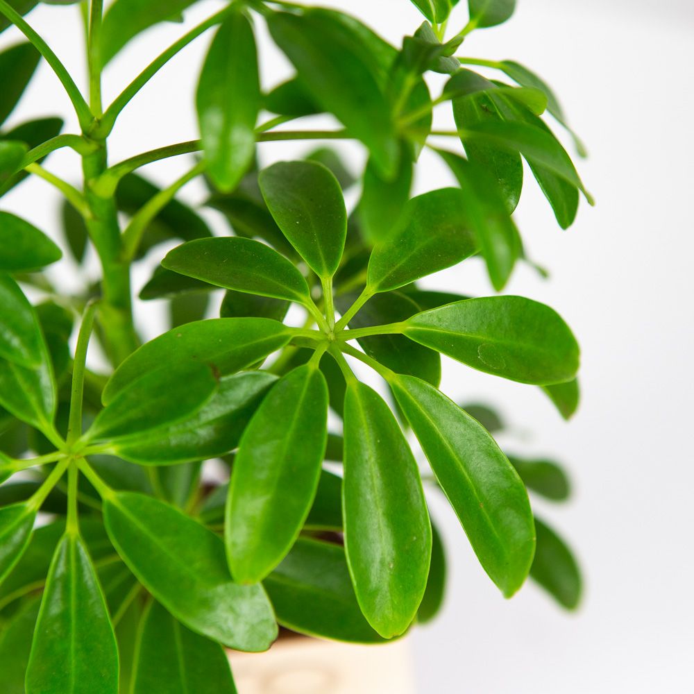 Шеффлера микс Schefflera mix 25/9 — комнатное растение купить в ...