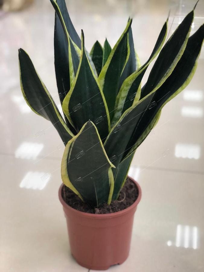 Сансевиерия микс Sansevieria mix 65/17 — комнатное растение купить в ...