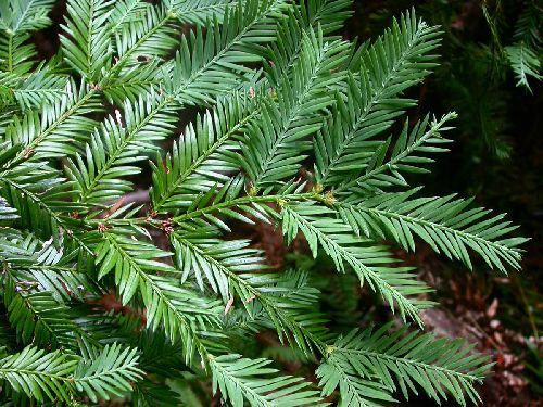 Секвойя вечнозеленая с7,5 180/200 Sequoia sempervirens (Н) — саженцы ...