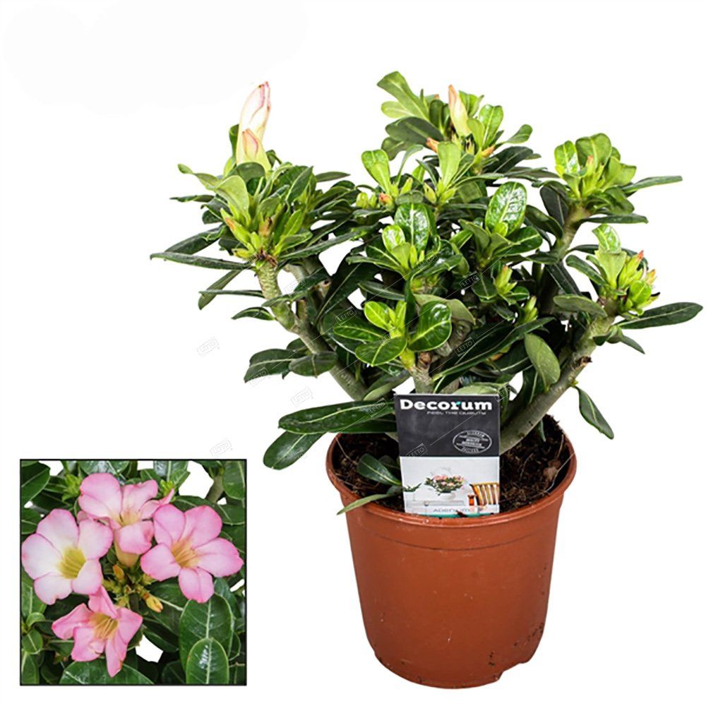 Адениум тучный Пинк Стар Adenium obesum Pink Star 30/14 — комнатное ...