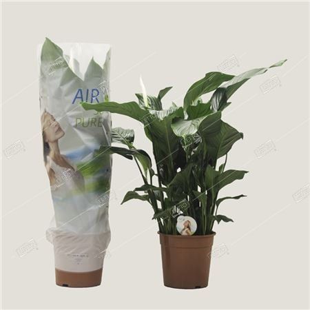 Спатифиллум Свит Сильвио Spathiphyllum Sweet Silvio 100/24 — комнатное ...