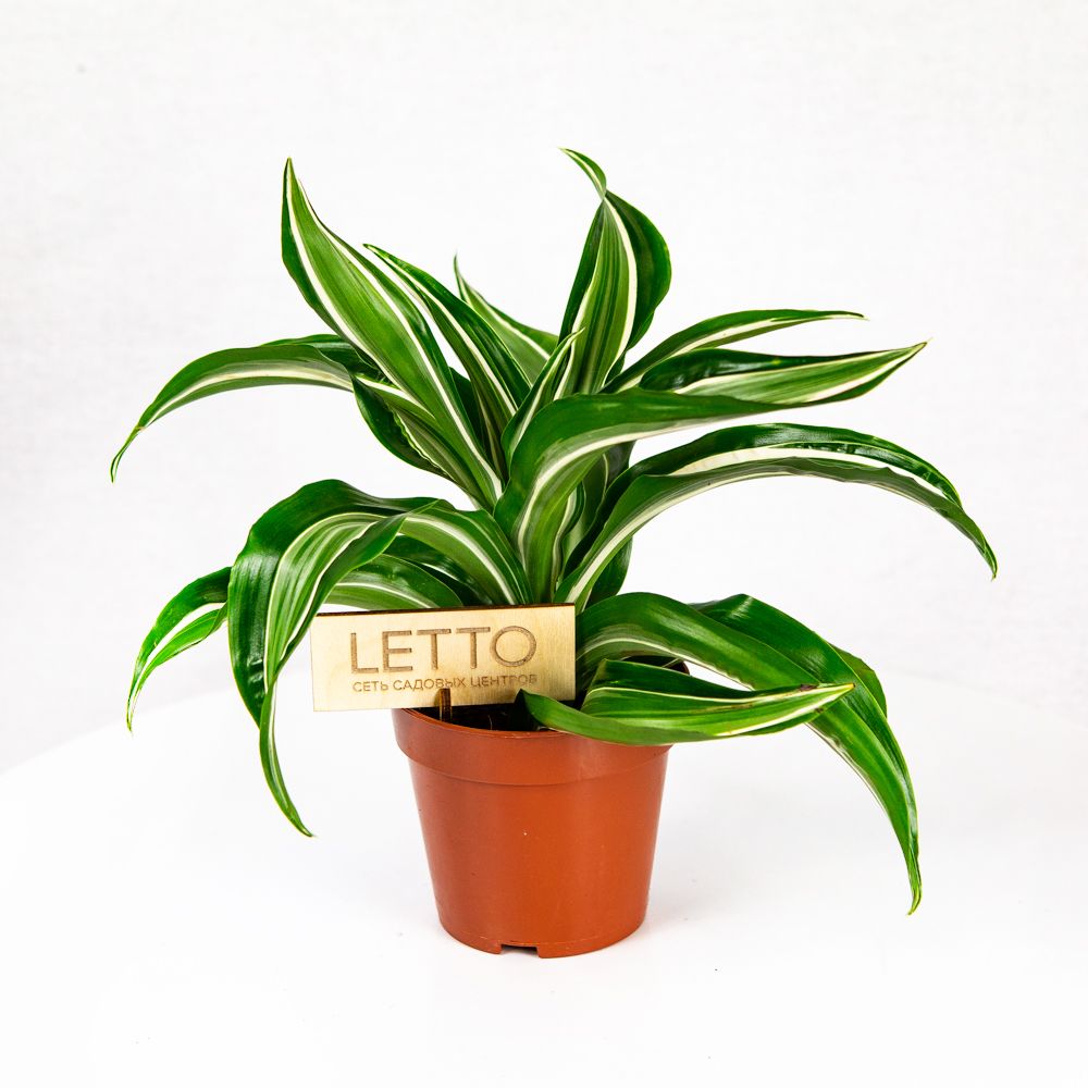 Драцена Драгон микс Dracaena Dragon mix 23/12 — комнатное растение ...