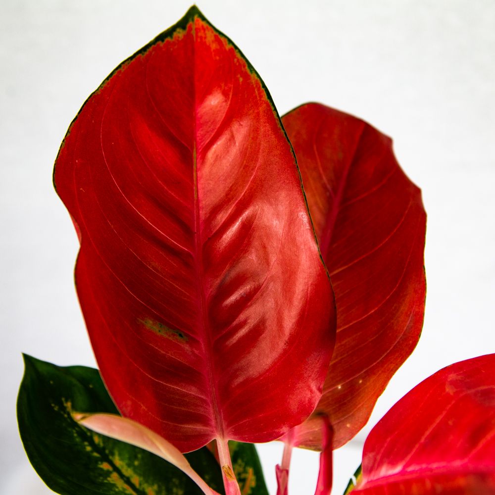 Аглаонема Оранж Стар Aglaonema Orange Star 35/12 — комнатное растение ...
