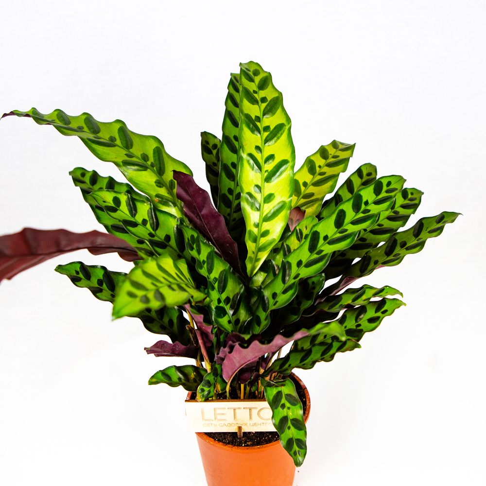 Калатея ланцетолистная Calathea lancifolia (insigne) 50/14 (Н ...