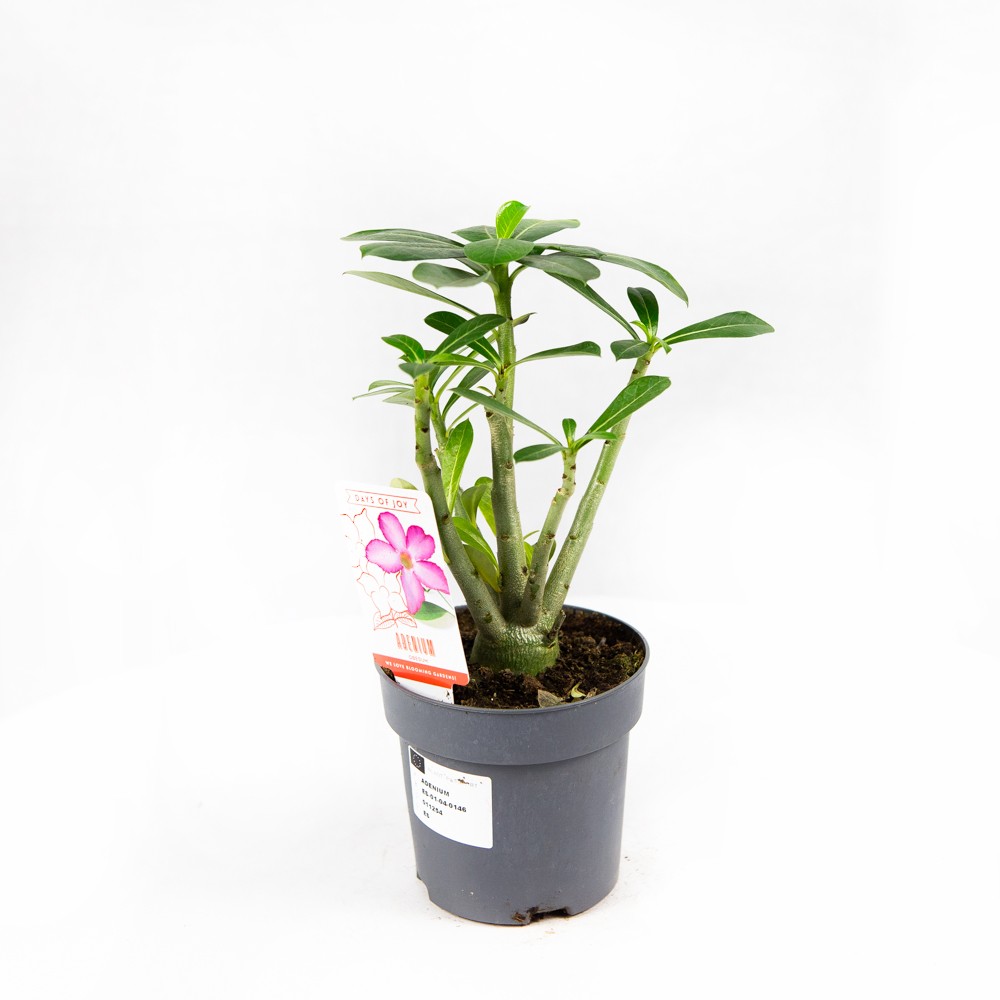 Адениум тучный Adenium Obesum микс 30/10,5 (Н) — комнатное растение ...