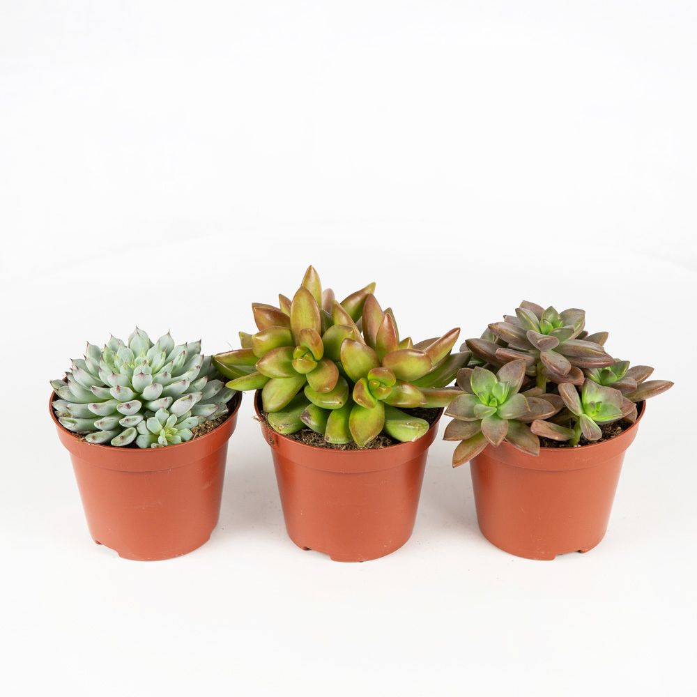 Суккулент микс Succulenten mix 10/8,5 — комнатное растение купить в ...