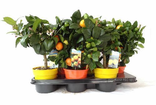 Цитрус микс на опоре/на штамбе Citrus mix on reck/on stem 35/15 ...