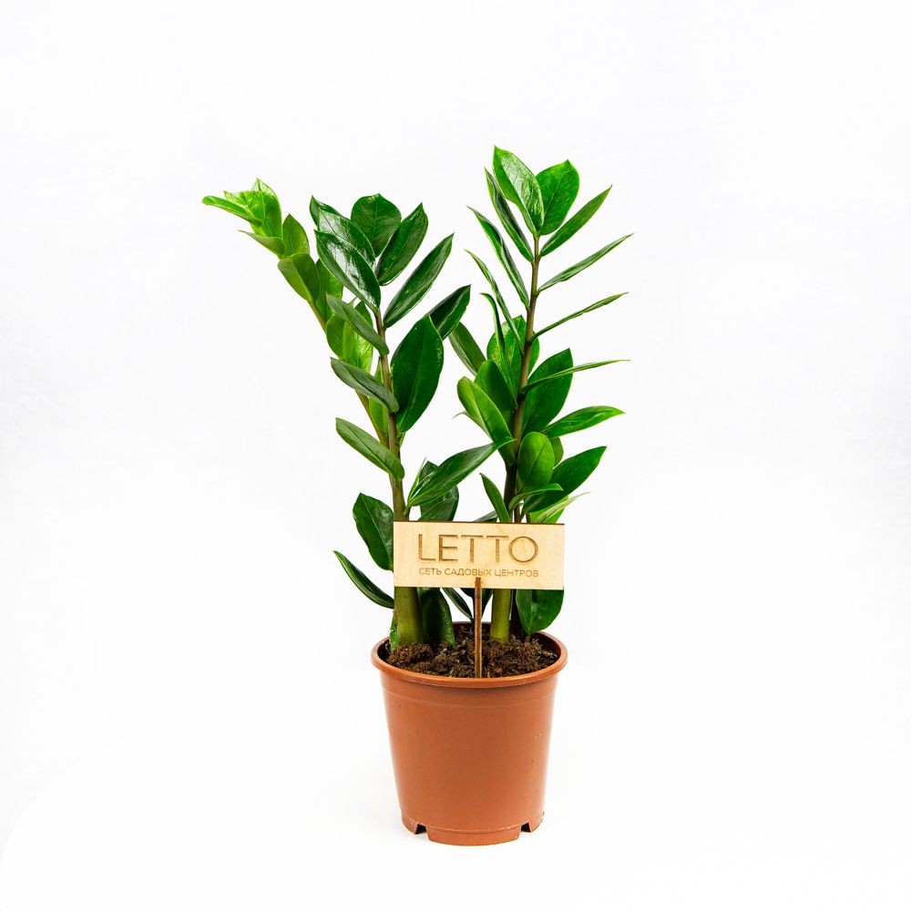 Замиокулькас Zamioculcas 40/12 (Н) — комнатное растение купить в ...