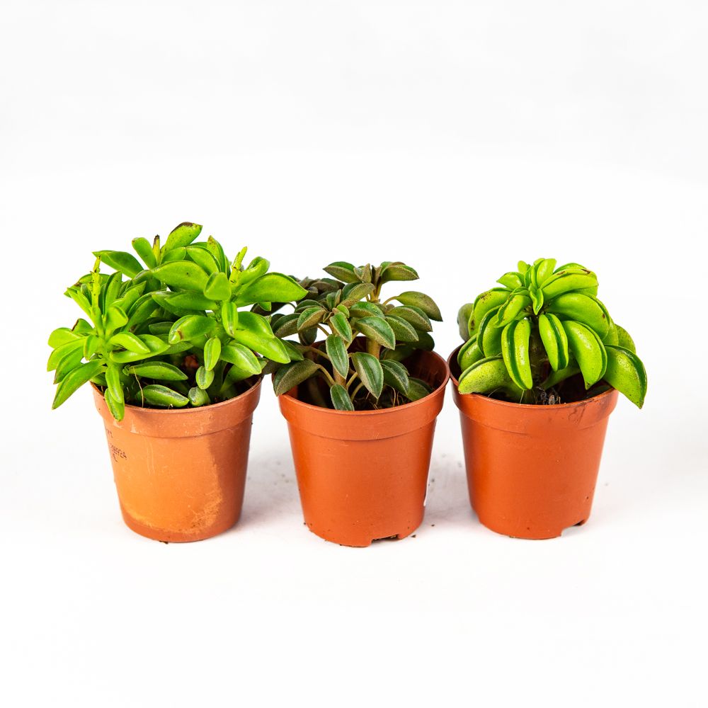 Пеперомия микс Peperomia mix 10/5,5 — комнатное растение купить в ...