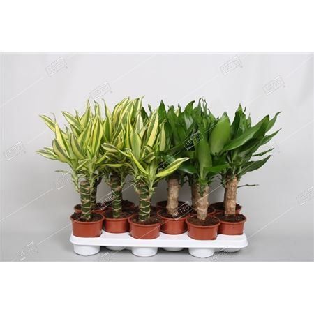 Драцена микс Dracaena mix 35/11 — комнатное растение купить в интернет ...