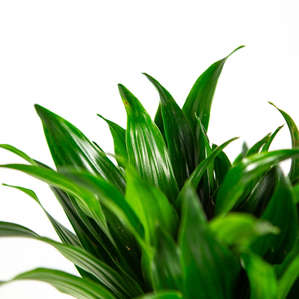 Драцена Компакта Dracaena Compacta 30-10 55/17 — комнатное растение ...