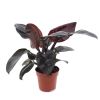 Филодендрон Блэк Кардинал Philodendron Black Cardinal 25/12 — комнатное ...