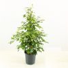 Фикус Бенджамина Анастасия Ficus benjamina Anastasia 100/21 — комнатное ...