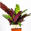 Калатея ланцетолистная Calathea lancifolia (insigne) 50/14 (Н ...